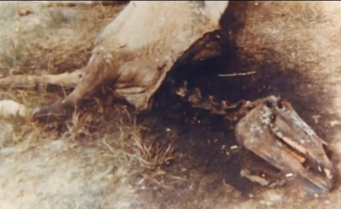 Após 50 anos, Caso Lady Snippy ainda é um mistério